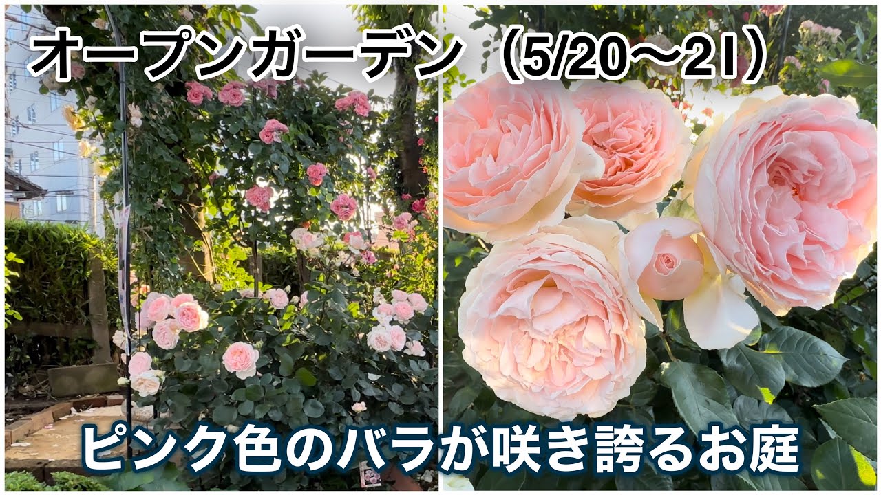 ピンク色のバラが咲き誇るお庭でオープンガーデン ピンクローズガーデン 【個人庭】【薔薇】【ガーデニング】 Youtube