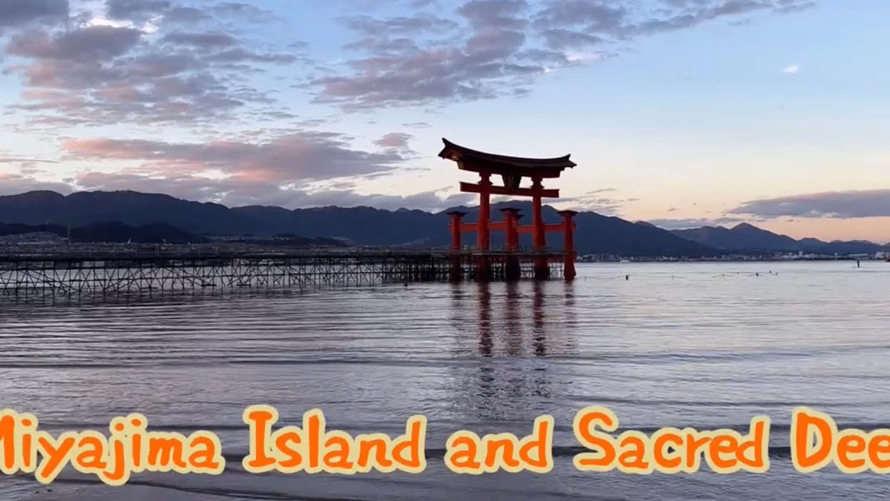 Japanese Holy island of Miyajima and Sacred Deer - YouTube