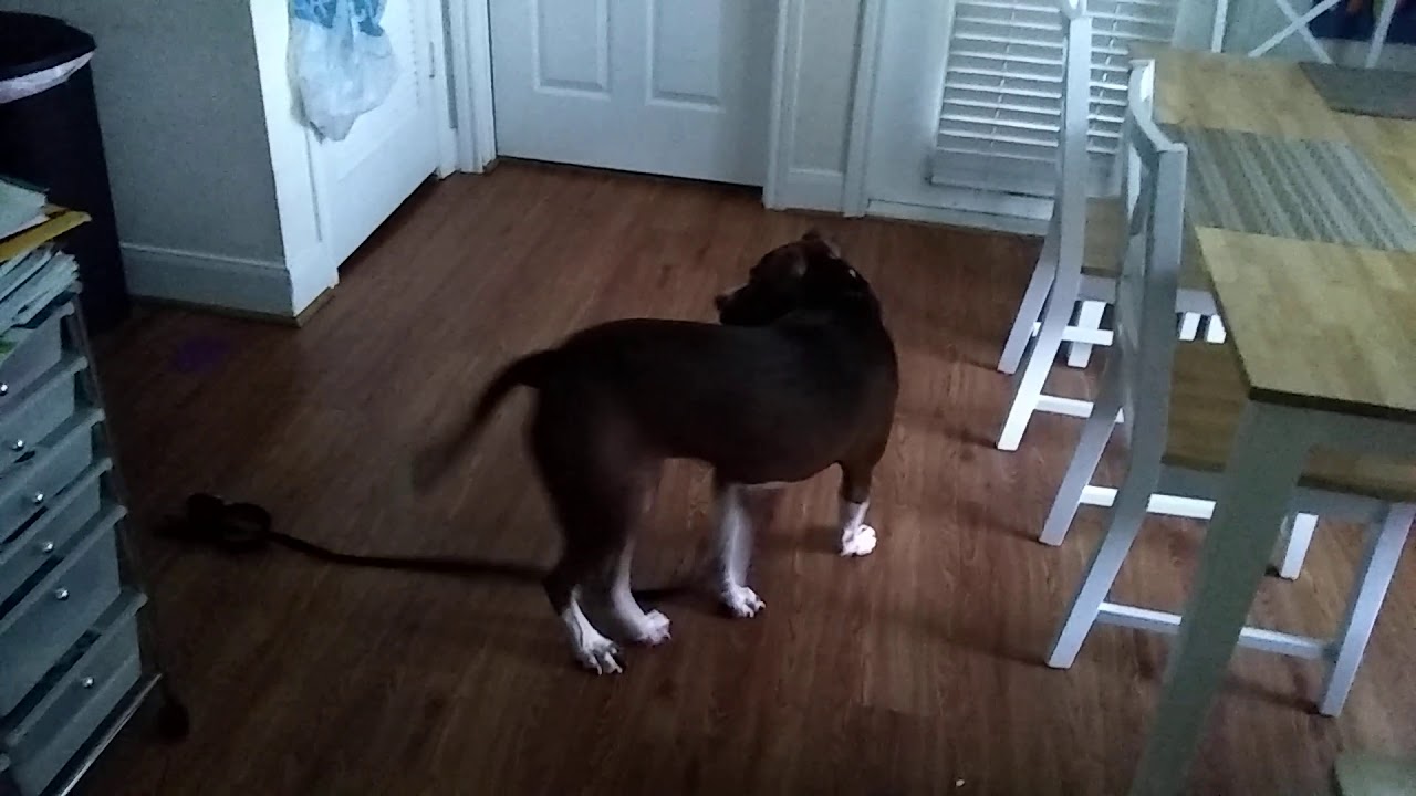 Dog comes back home after almost 3 month being away for business - YouTube