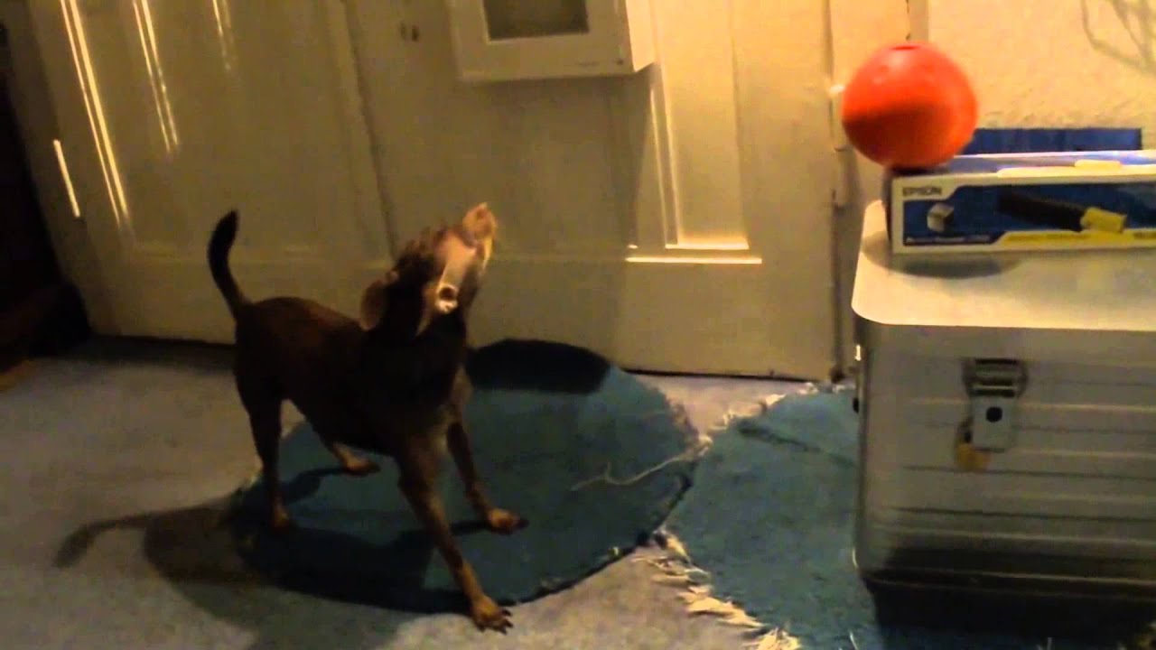 funny dogs escaping compilation 2014 - YouTube