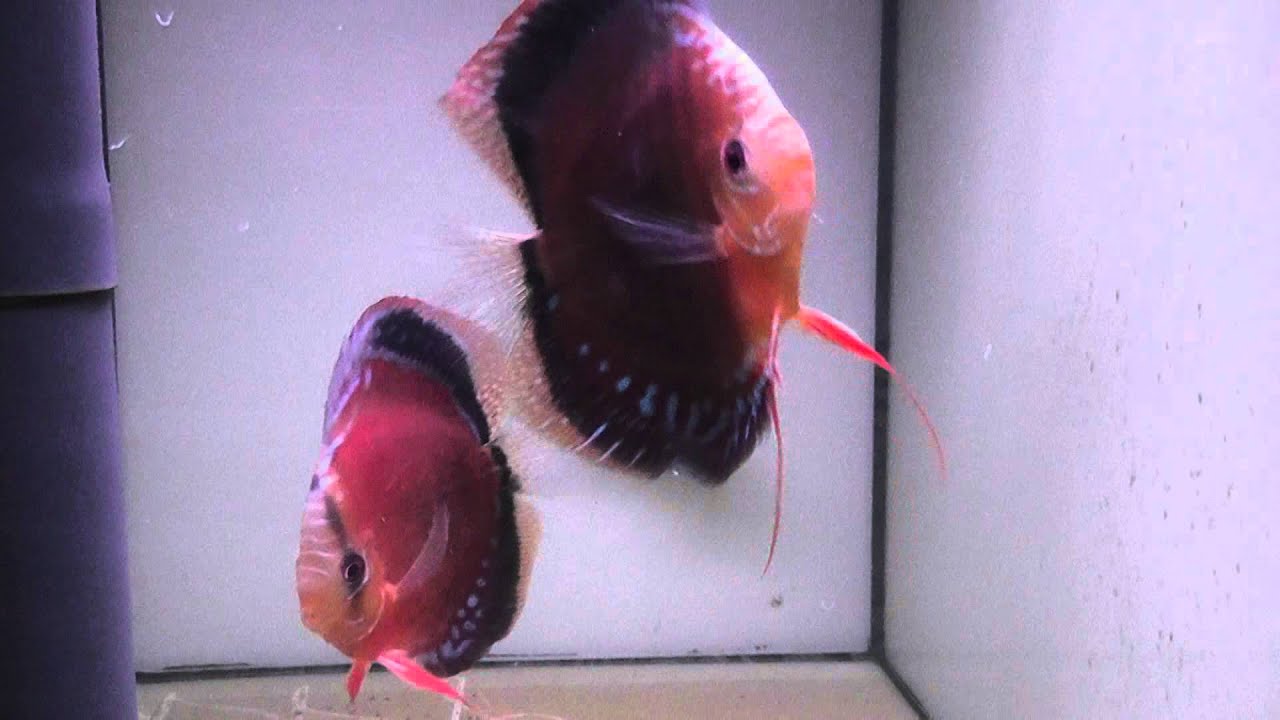 my Discus hatchery in 2013 - YouTube