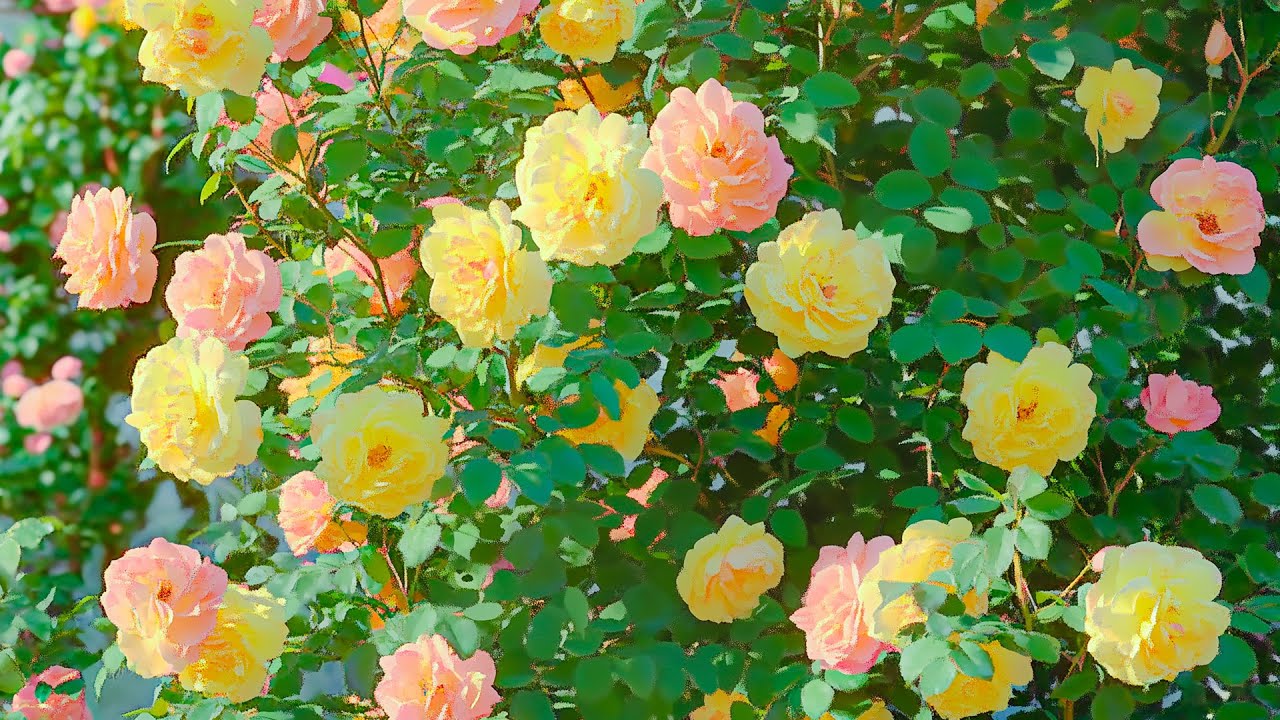 Calm Melody 🌺 Quit thinking too much and Slow down an overactive mind ...