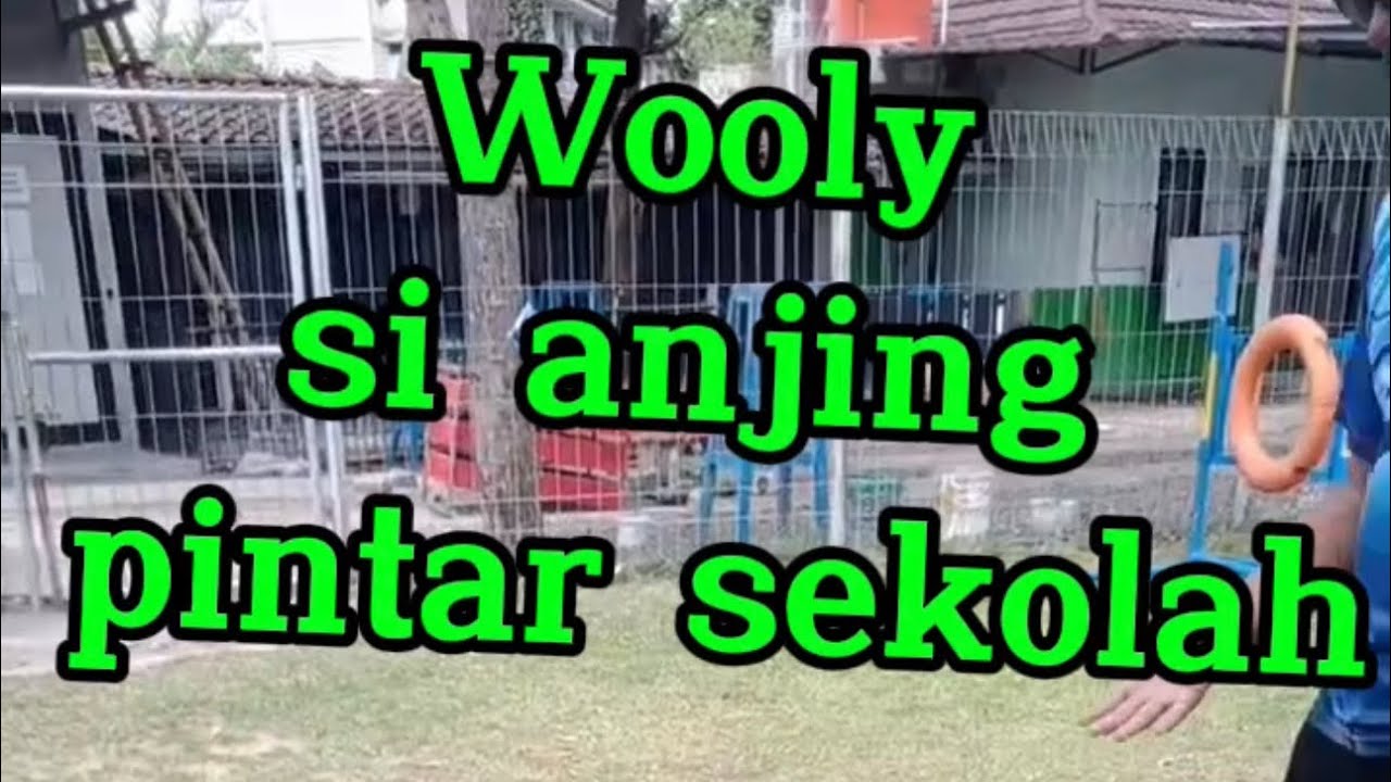 Anjing Pintar Belajar Kepatuhan - YouTube