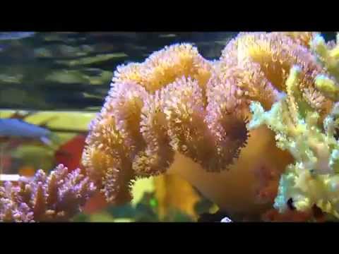 Panorama Pro LED Module - Panorama Modules - Aquarium LED Lights - YouTube