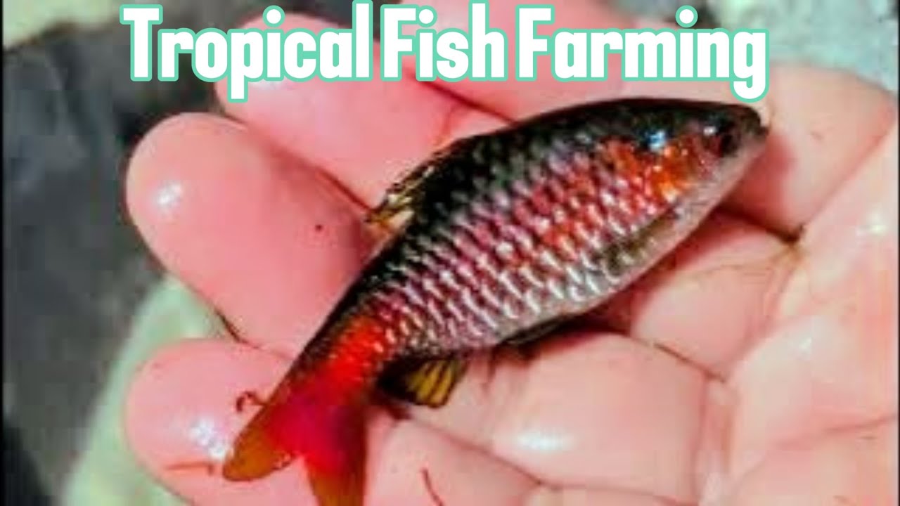 Tropical Fish Farming: The Harvest/ No Fail Method to Breeding Fish ...