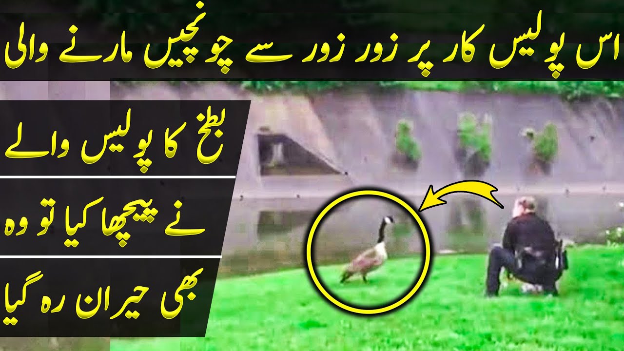 This is How this Intelligent Duck Got Help from this Police Officer ...