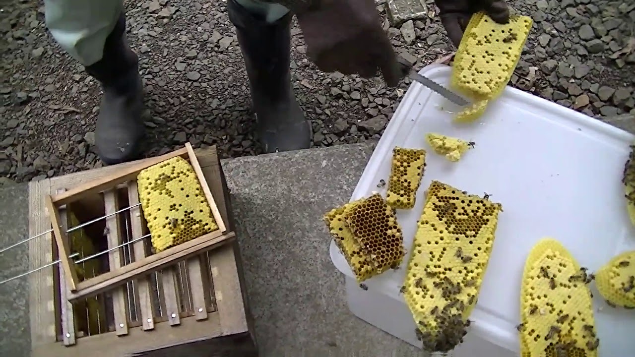 relocating wild Japanese bees in the wall of shed - YouTube