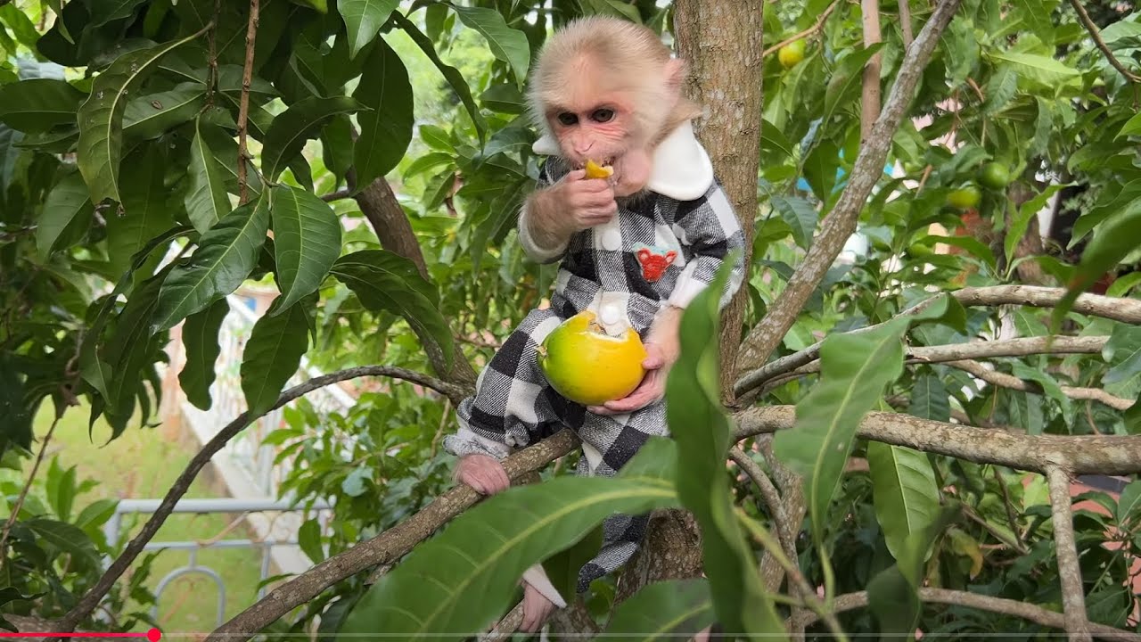So cute! Monkey Luk enjoys fruit buffet at the garden - YouTube