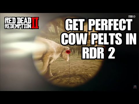 How to Get Perfect Cow Pelts on Red Dead Redemption 2 (2024)