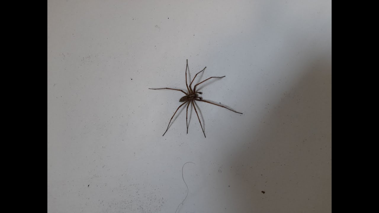 Handling a large spider without hurting them - YouTube