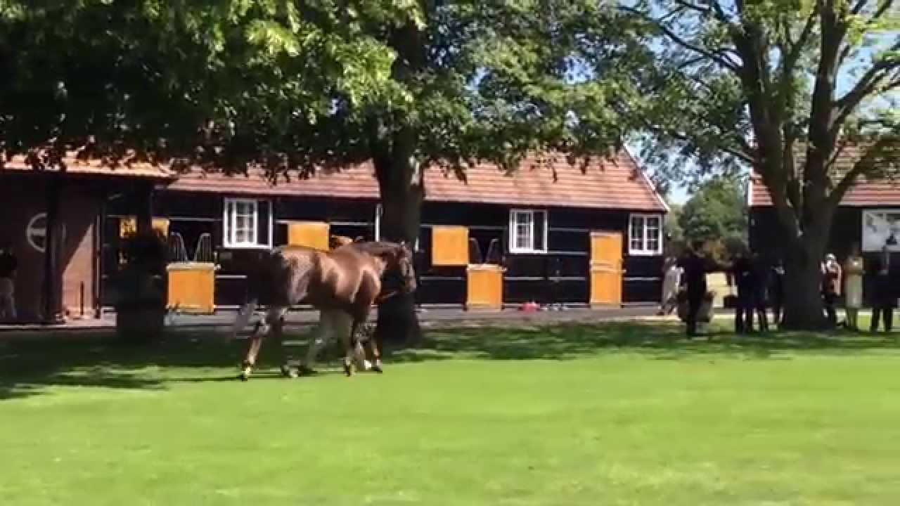 darley stallion parade 2015 - YouTube