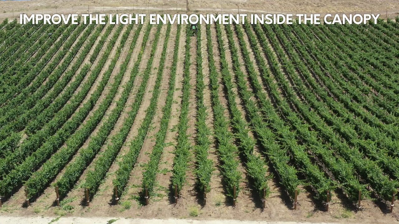 Vineyard Hedging/Trimming/Cane Cutting in a Paso Robles Winegrape ...