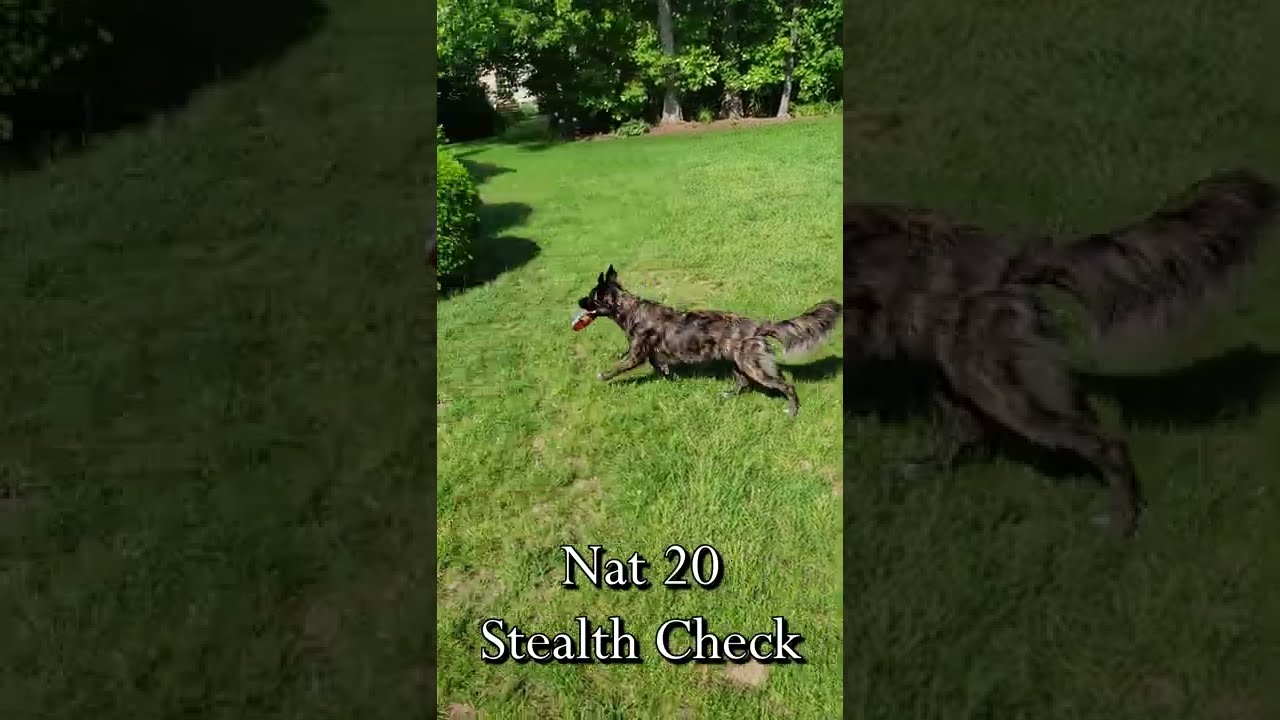 When you roll a Nat 20 stealth check - YouTube