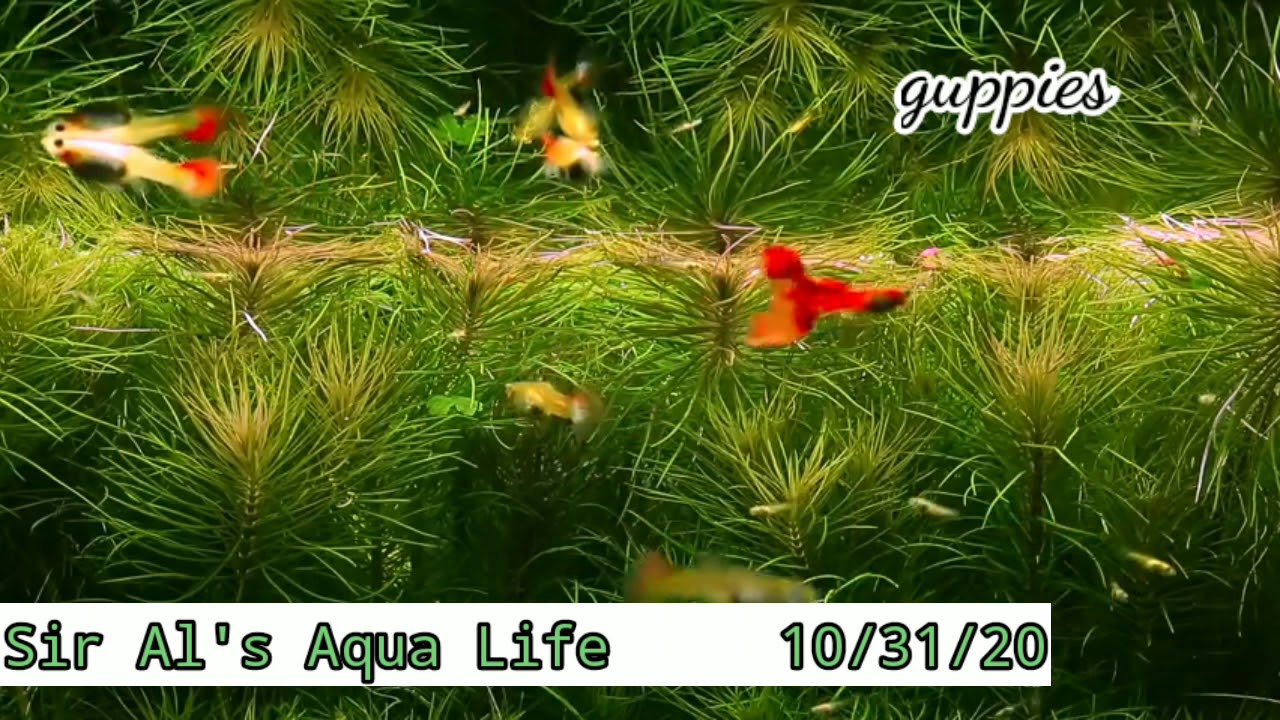 (Aqual Life #4) Arban's Variation on Bellinis' Norma Mary Elizabeth ...