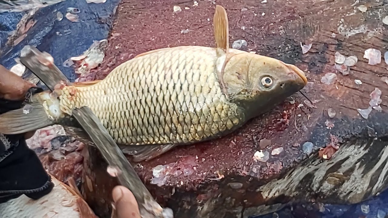 Amazing Cutting Skills | Big Carp Fish Cutting By Expert Fish Cutter ...