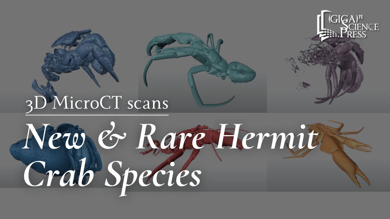 3D MicroCT scans of new & rare hermit crab species - YouTube