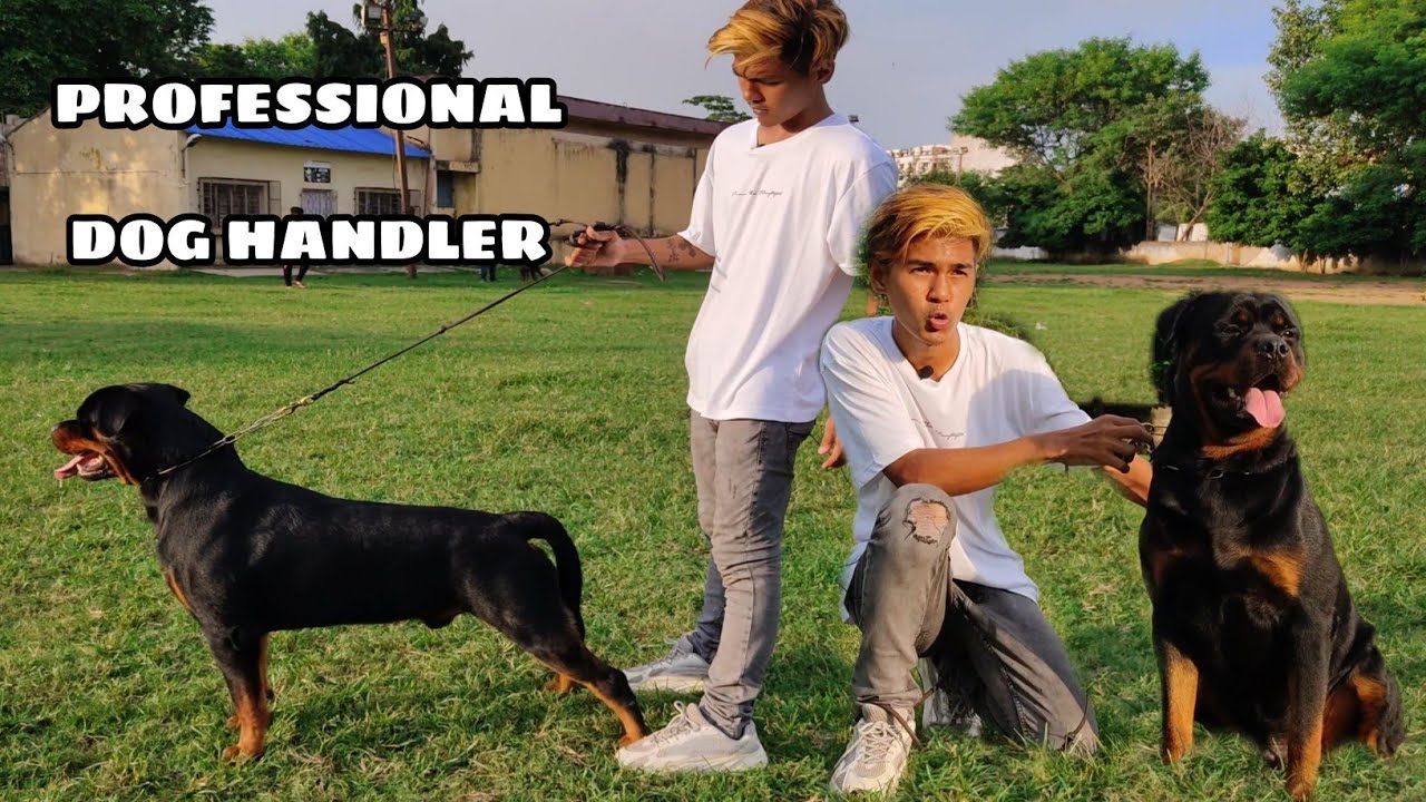 Dog Shows Training ! Rottweiler Breed Dog Training | Rottweiler Dog ...