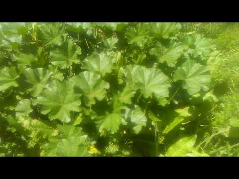 Ebegümeci otunun faydaları & labada kuzukulağı ekşimik otunun faydaları çayının yararları nelerdir