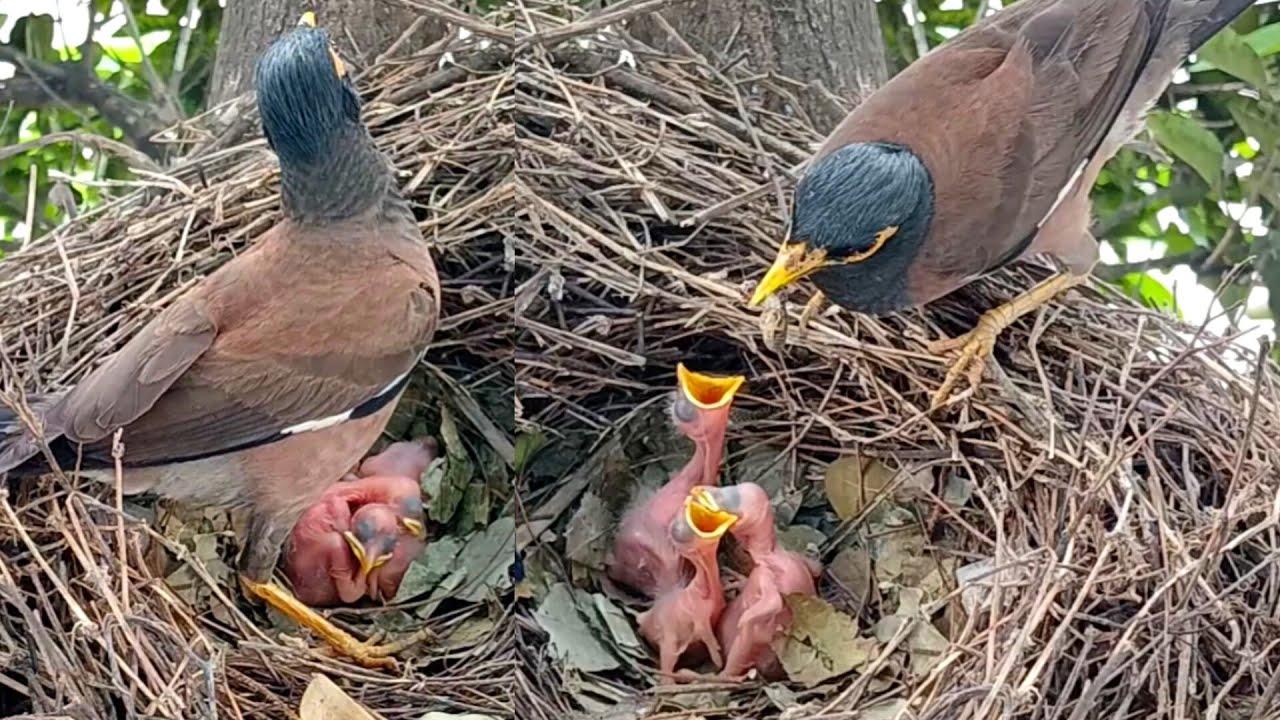 myna Birds try to feed the baby a blue kite gently and give the baby ...
