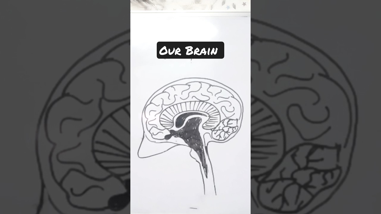 How To Draw Brain Diagram Human Brain Easy To Draw Brain How To Draw Brain Diagram Human Brain Easy To Draw Brain