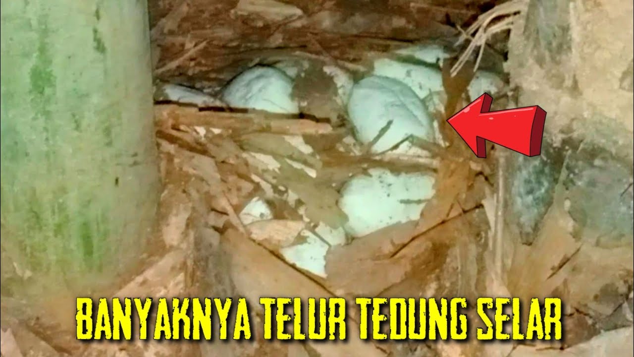 Sarang tedung selar_ sebanyak ini telur tedung selar - YouTube