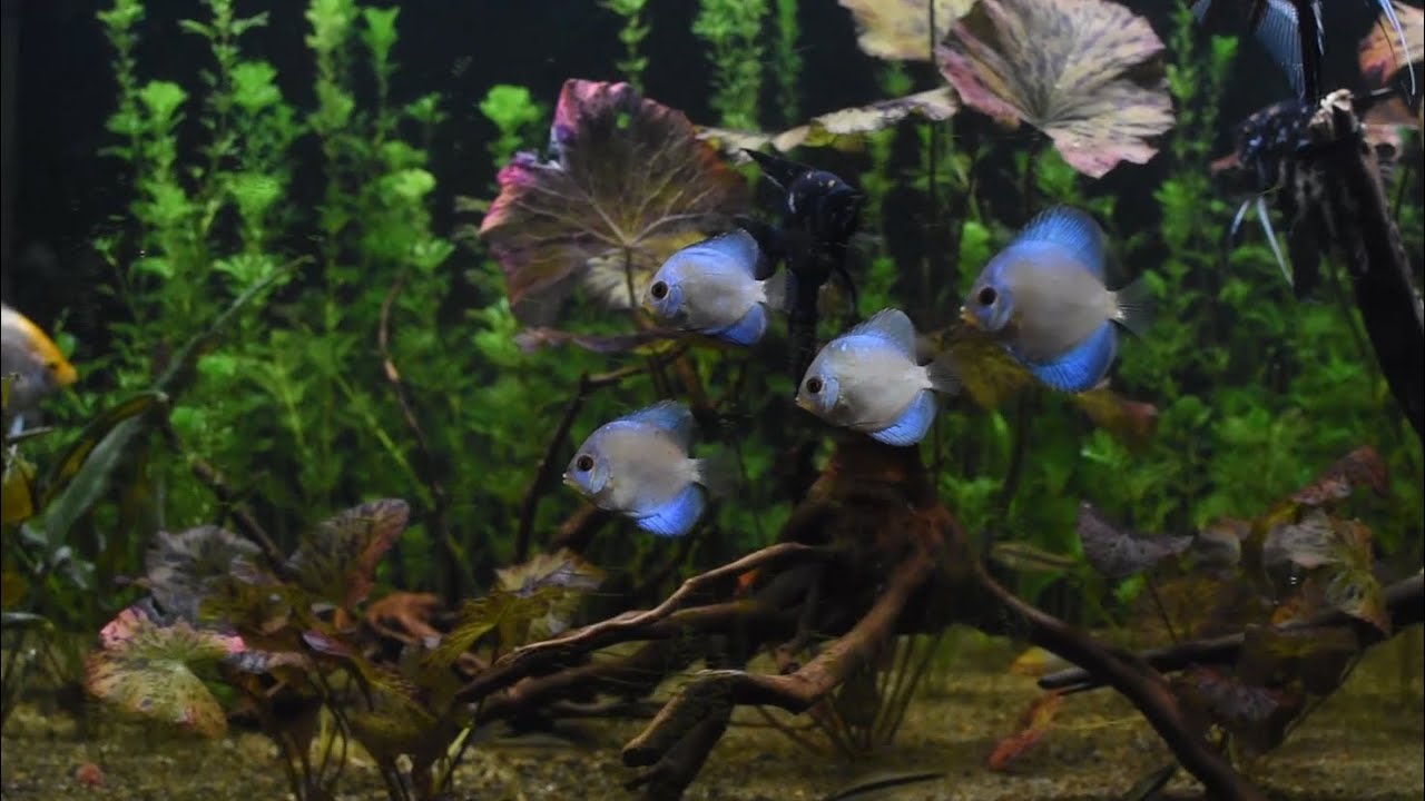 4 feet Discus and Angel fish planted tank - YouTube