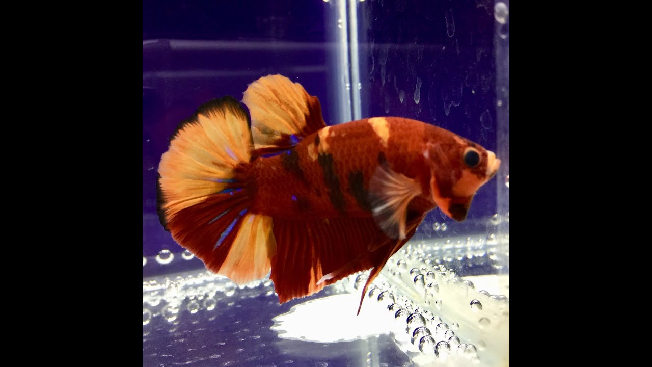 BETTA MULTI COLOR NEMO - YouTube