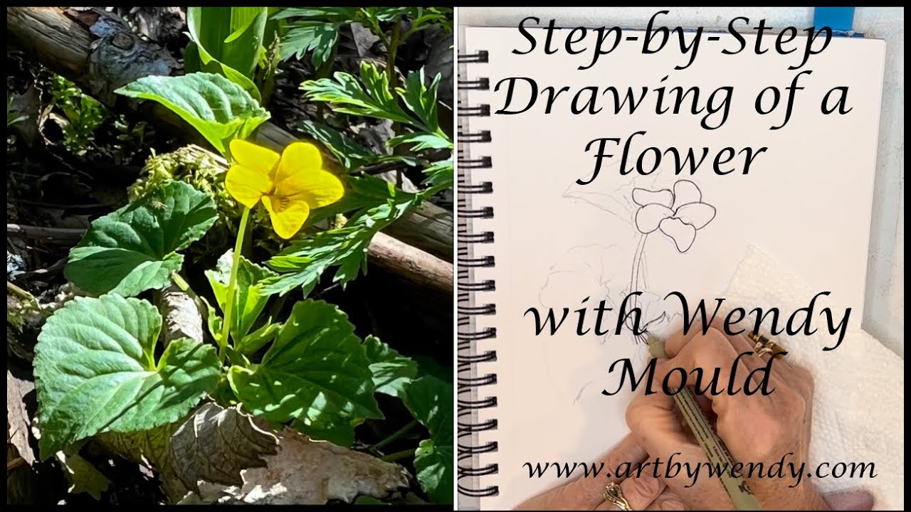 Step-by-Step Drawing of a "Real Live" Flower with Wendy Mould - YouTube