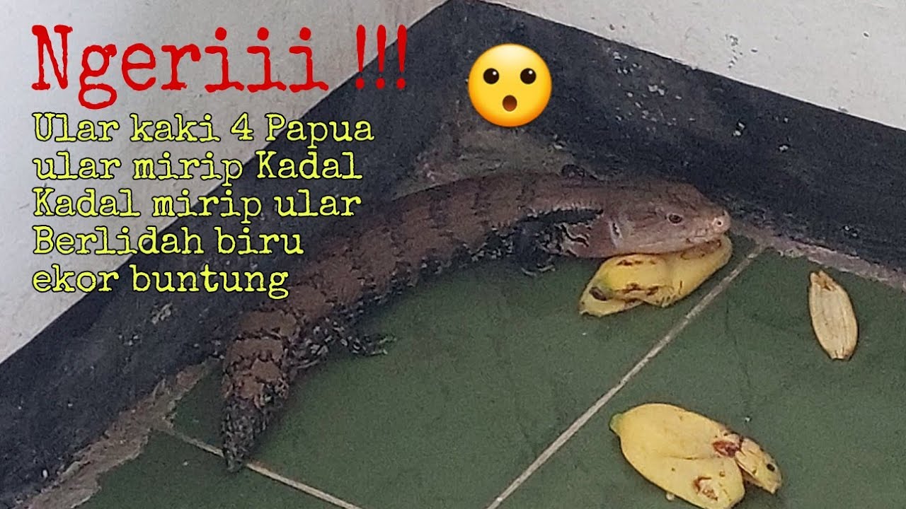 Ular Kaki 4 Papua ternyata... - YouTube