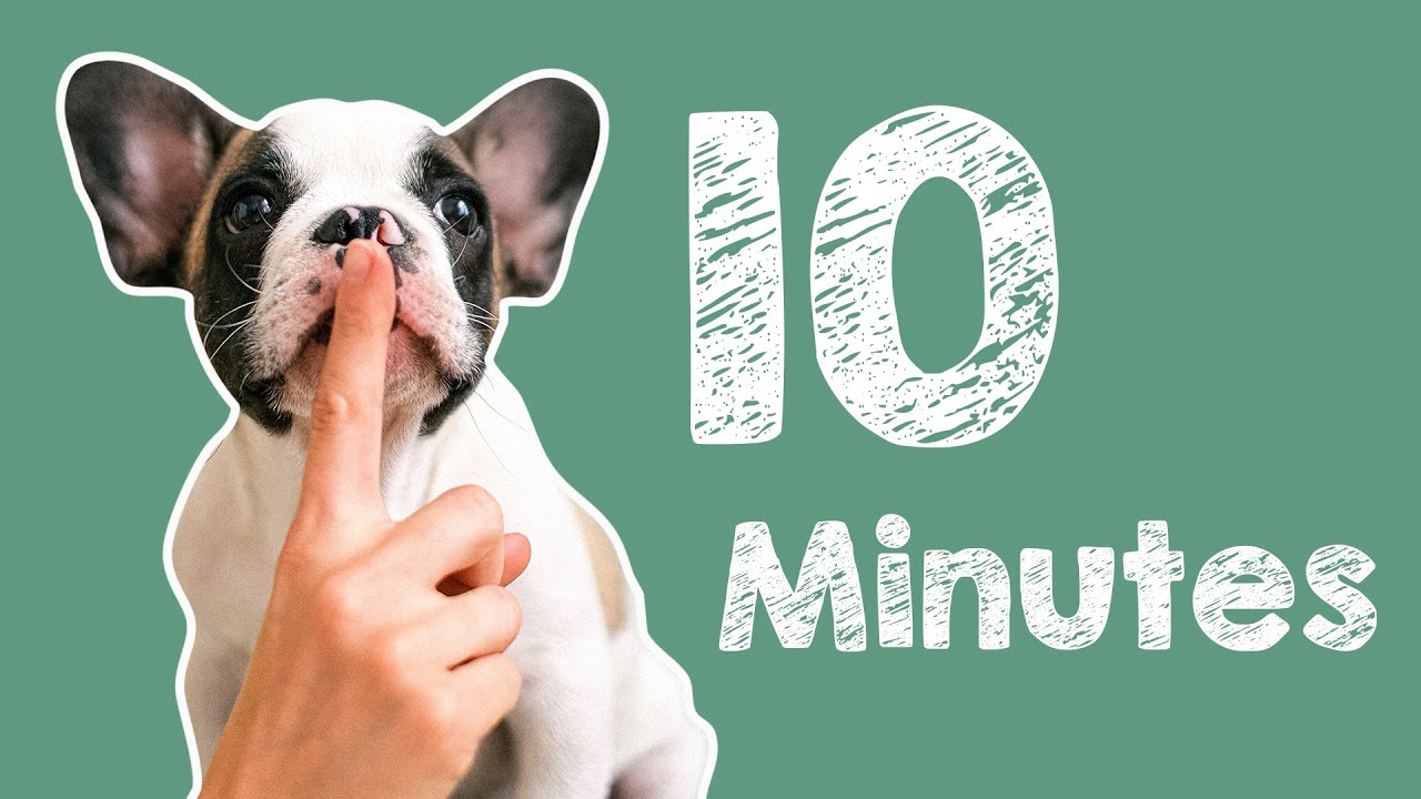 10 Minute Timer - Barking Dog Alarm - YouTube