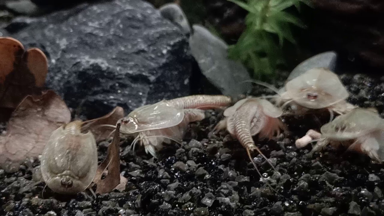 Triops | Triops Granarius update and feedingtime! - YouTube