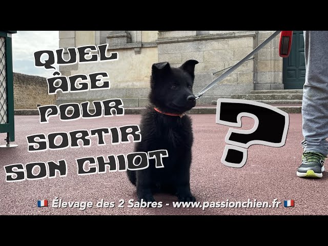 Chiens Gras Et Drôles Carte Virtuelle Blague Avec Chiens Et Chats