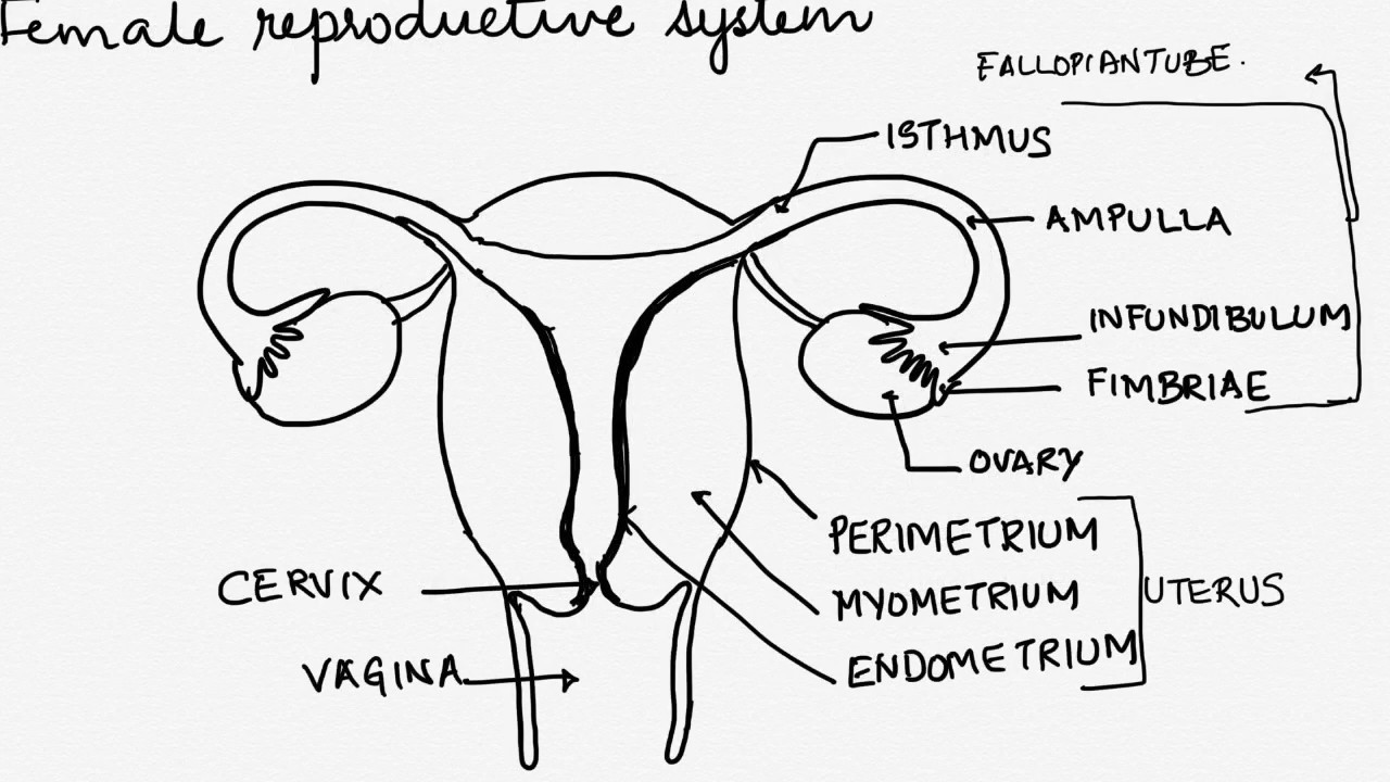 Draw And Label Diagrams Of Male And Female Reproductive Syst