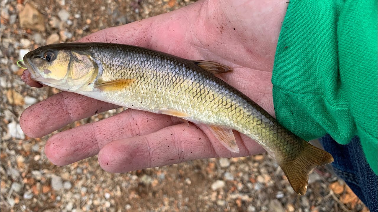 Creek Chub Creek Fishing!!! - YouTube