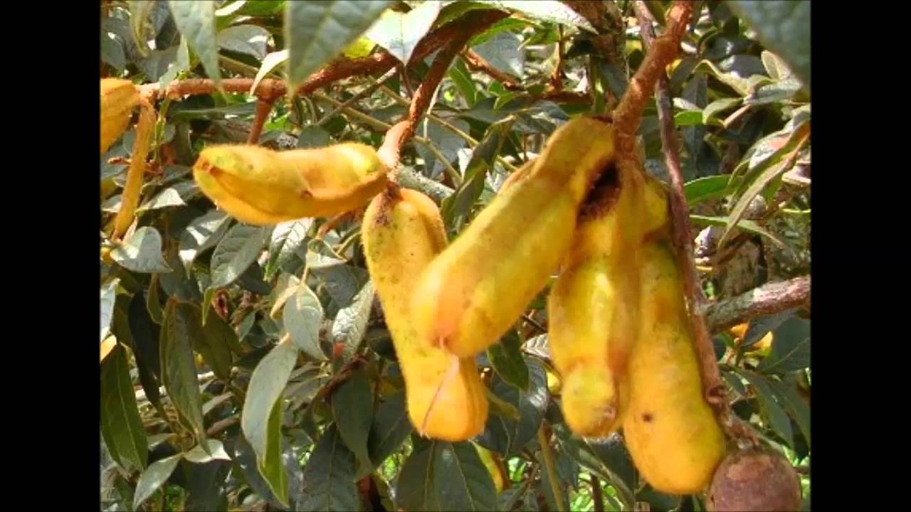 Inga frutas dos peixes - YouTube