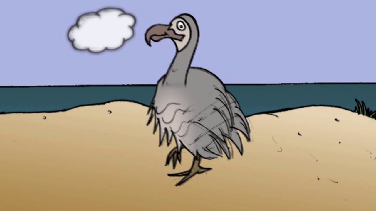 Dodo Bird Extinction - 2D Animation - YouTube