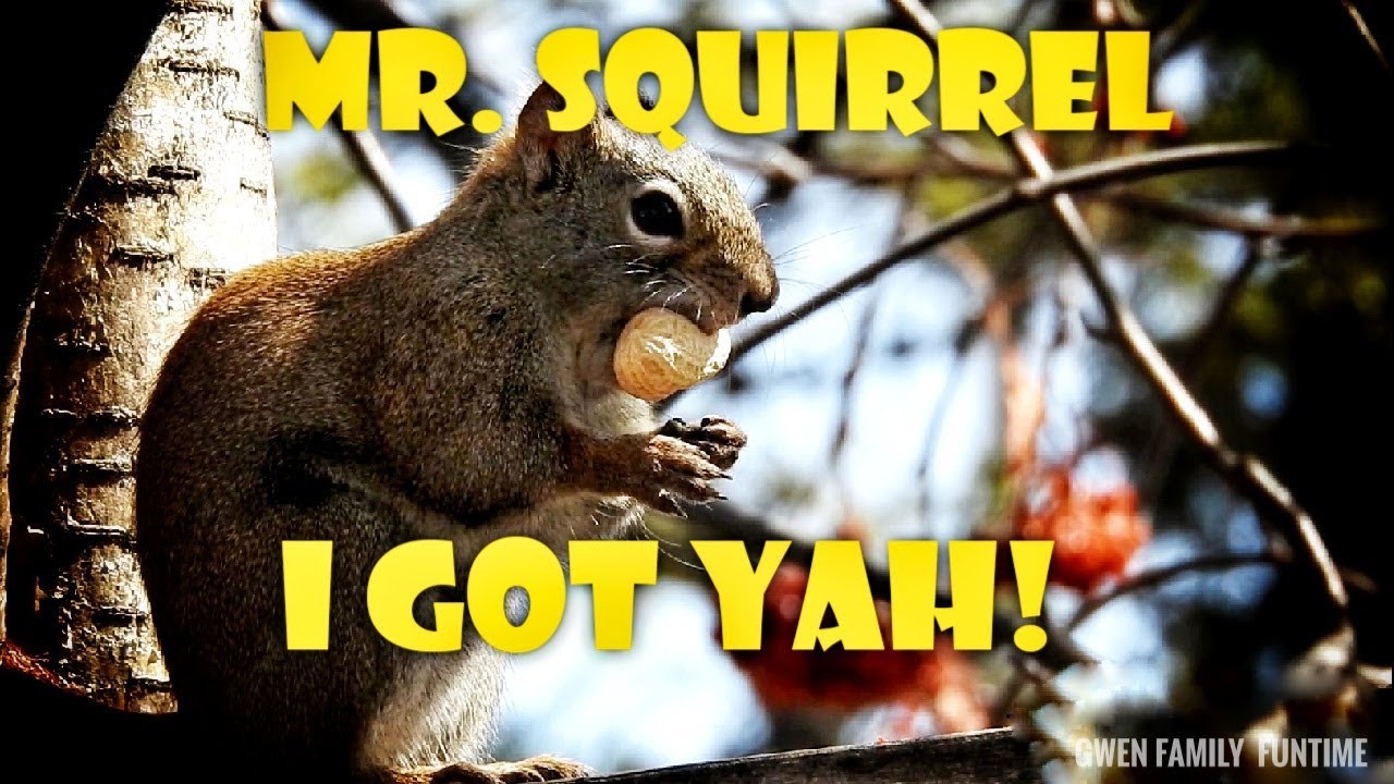SQUIRREL steals peanuts- caught on cam | GelArr TV - YouTube
