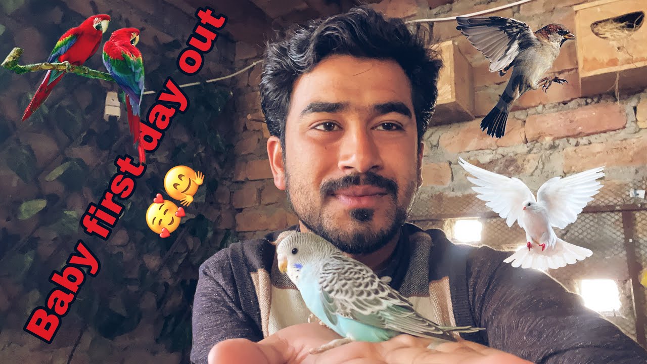 Budgies ka chik box sy bhair a geya🤲||Baby first day out ️🤲🥰 - YouTube