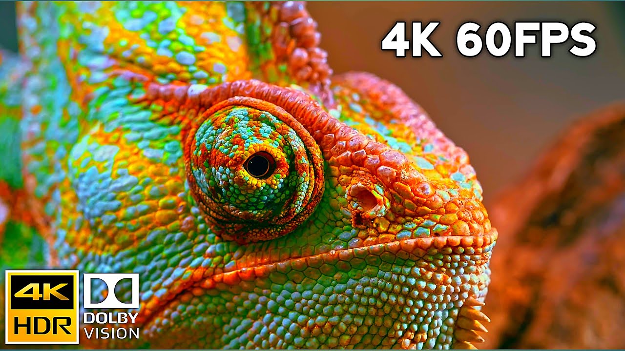 NATURE 4K ULTRA HDR (60 FPS) | 4K EARTH #4kvideo #4kearth - YouTube