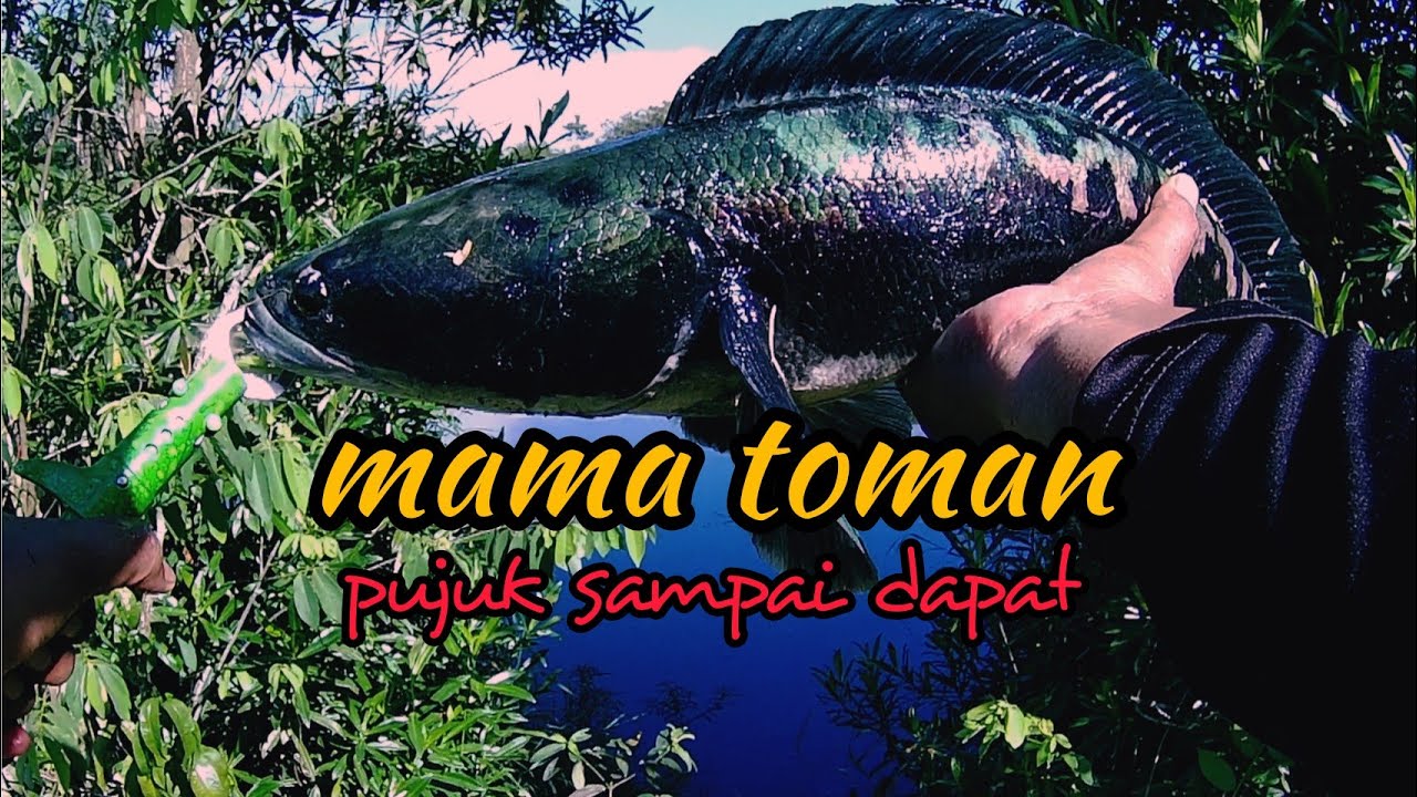 Strike mama toman || Mama muda berjaya ditewaskan - YouTube