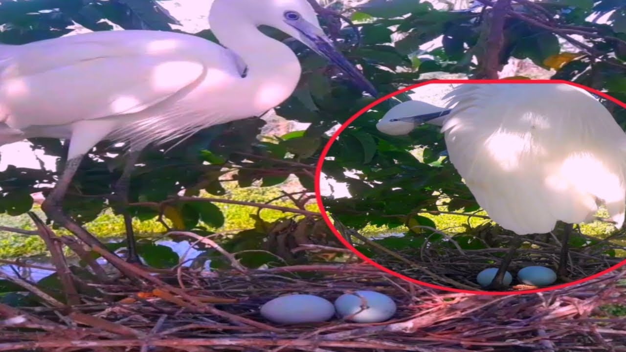 Ep.9 Bird Little egret in the nest protects its eggs well (1st nest ...