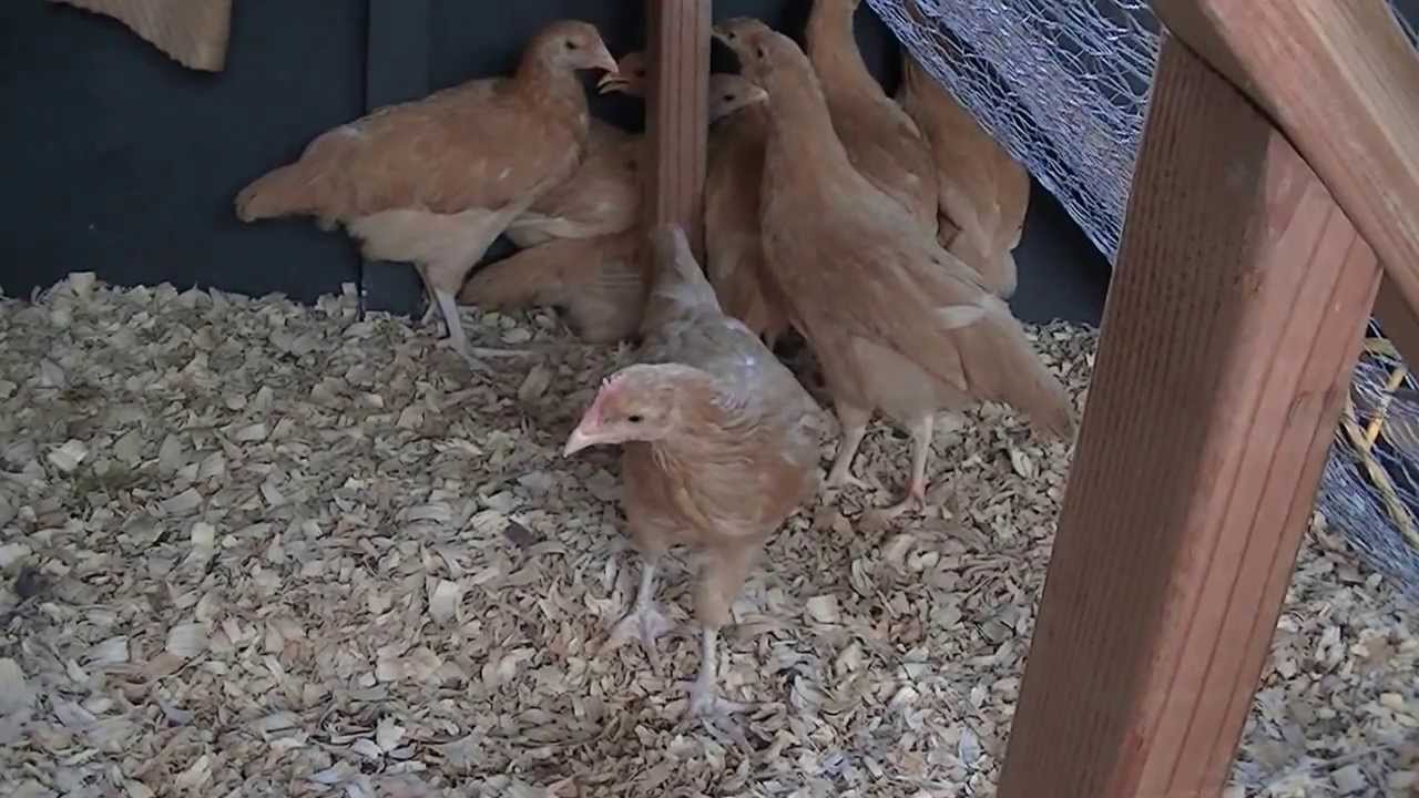Buff Minorca 8 weeks old chicks 9 8 13 - YouTube