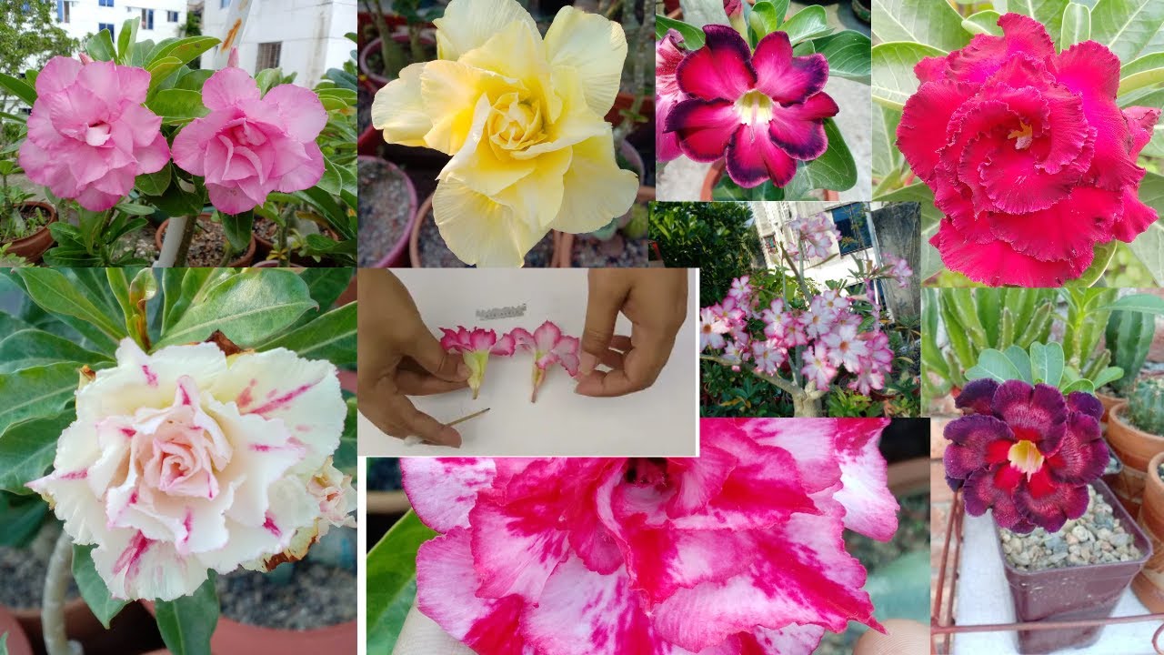 Adenium Hand Pollination 100% Success - YouTube