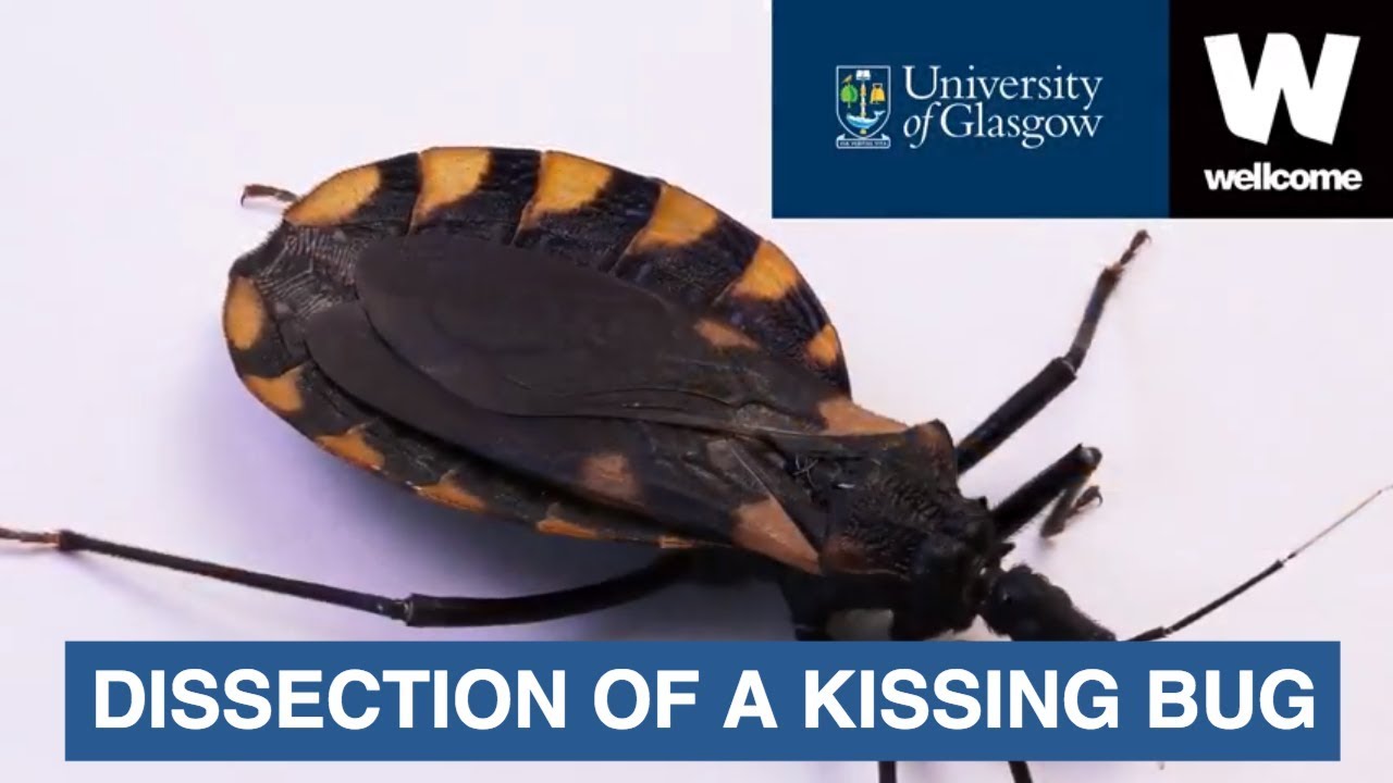 Dissection of a Kissing Bug and Chagas Disease (shorter edit) - YouTube