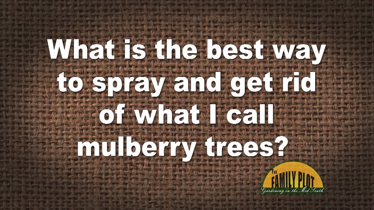 Q A What Is The Best Way To Get Rid Of Small Trees YouTube q-a-what-is-the-best-way-to-get-rid-of-small-trees-youtube