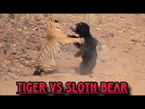 Tiger vs Sloth Bear ! Battle of Beasts! Wildlife Documentary - YouTube