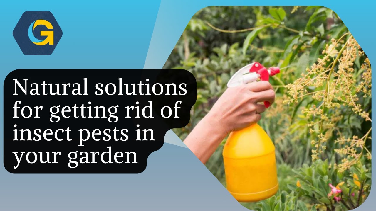Natural solutions for getting rid of insect pests in your garden - YouTube
