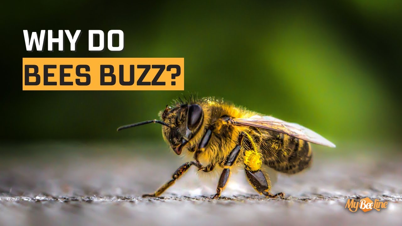 Why do bees buzz? - YouTube