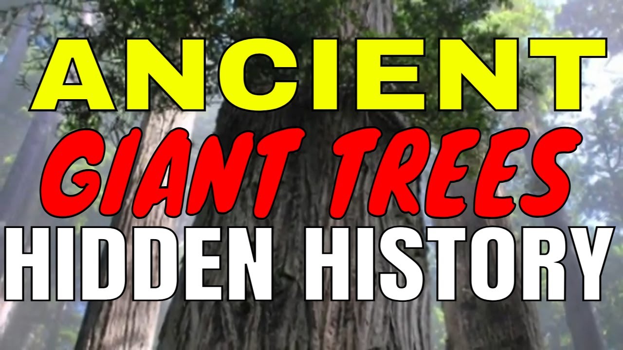 Ancient Giant Trees That You Were Never Told Existed In Our World Today ...