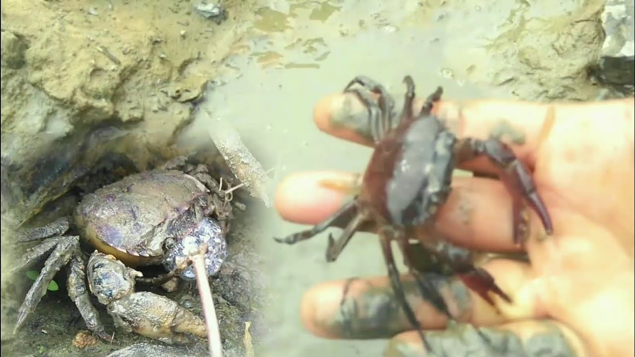 Very easy catching crab when dry season // catching crab // crab - YouTube